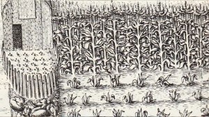 18th Century Cornbread | Savoring the Past